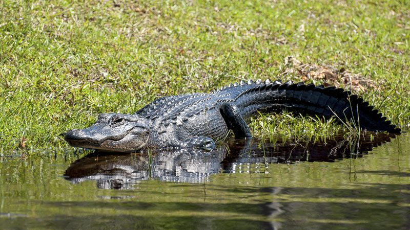 Apply June 1 for SC alligator tags - Carolina Sportsman