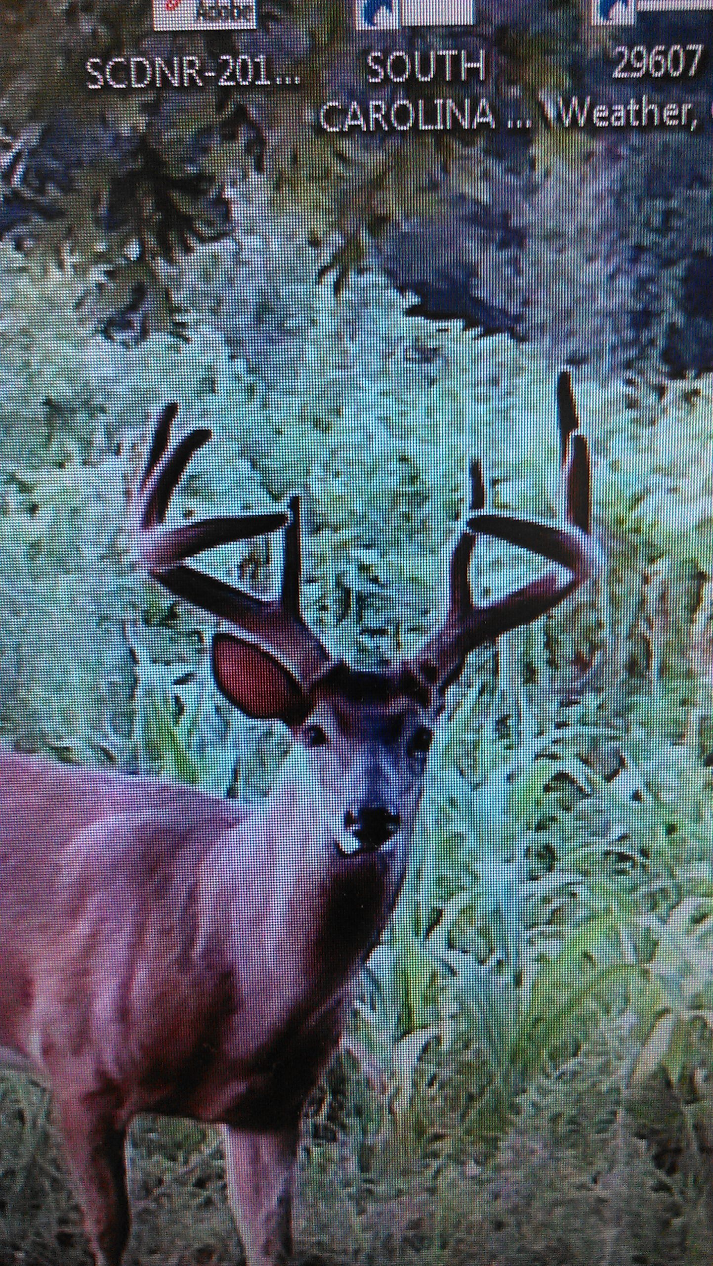 Mike Hutchens' 220-pound Upstate, S.C. buck - Carolina Sportsman