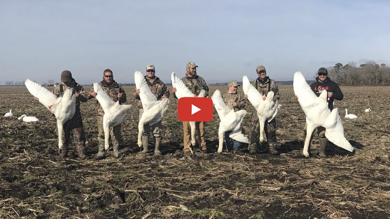 Tundra swan hunting with Carolina ALL OUT - Carolina Sportsman