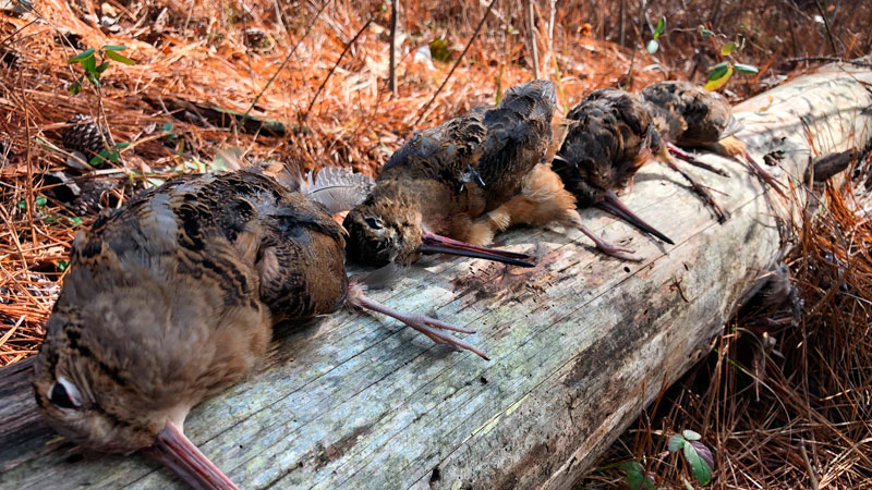 Casey Trantham's woodcock hunt - Carolina Sportsman