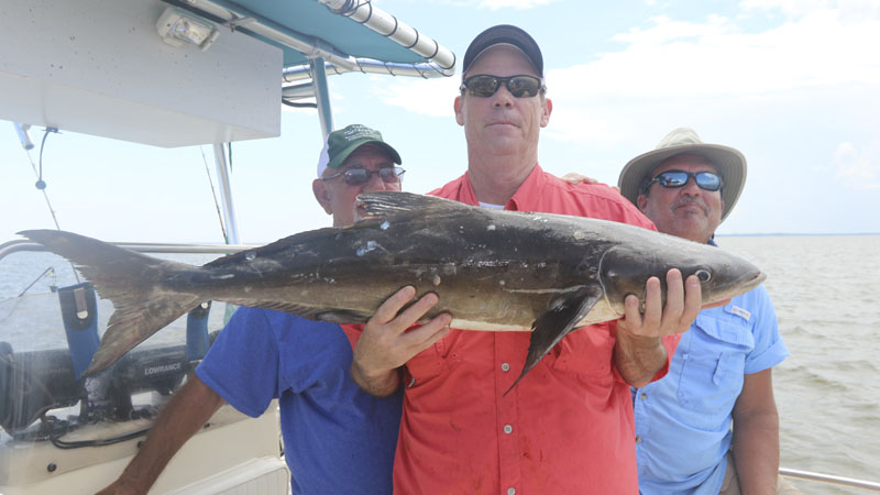 2021 cobia season opens May 1 in NC waters - Carolina Sportsman