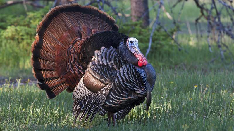 SC hunters harvested 8832 turkeys in 2022 - Carolina Sportsman