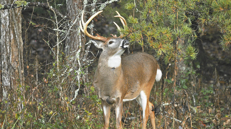 North Carolina’s best public-land deer hunts - Carolina Sportsman
