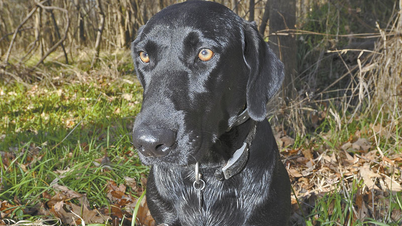Carolinas’ national wildlife refuges provide plenty of good small-game ...