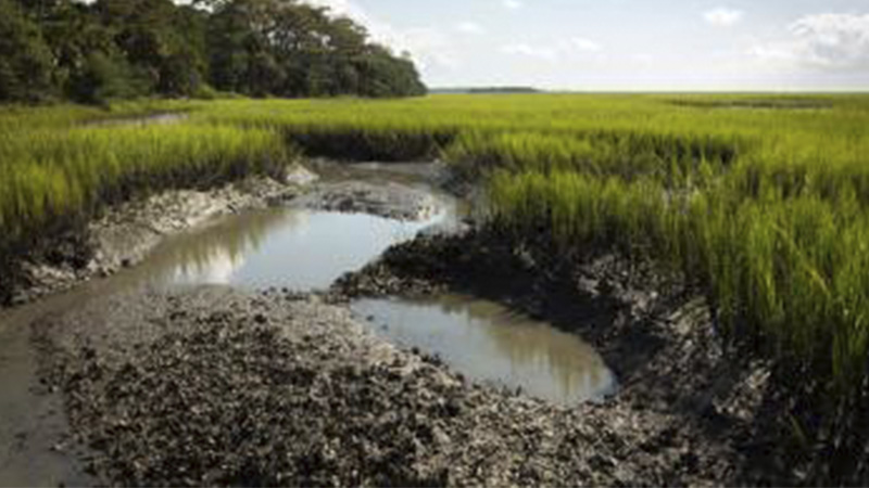 SC shellfish harvesting season ends May 31 - Carolina Sportsman