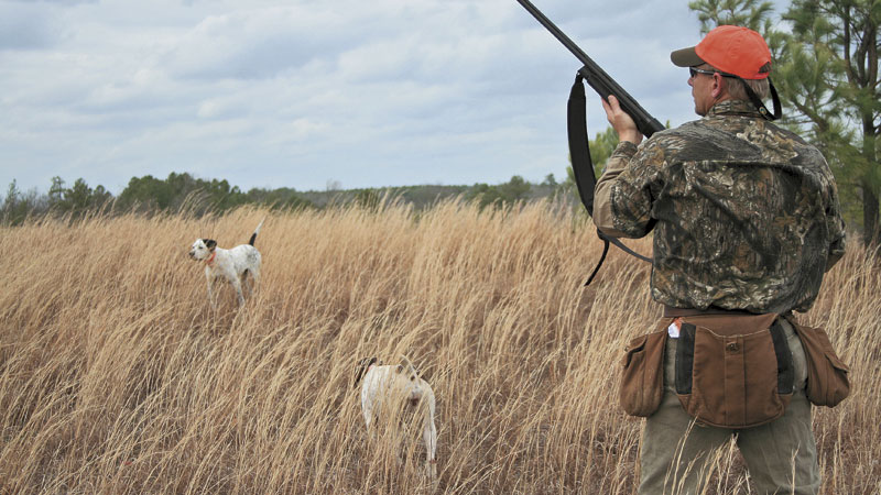Hunting preserves offer top bird dog work - Carolina Sportsman