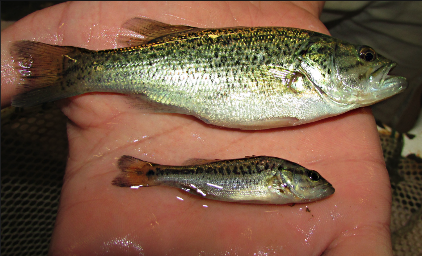 Baby Spotted Bass