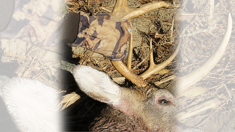 SC’s 2023 WMA deer outlook - Carolina Sportsman