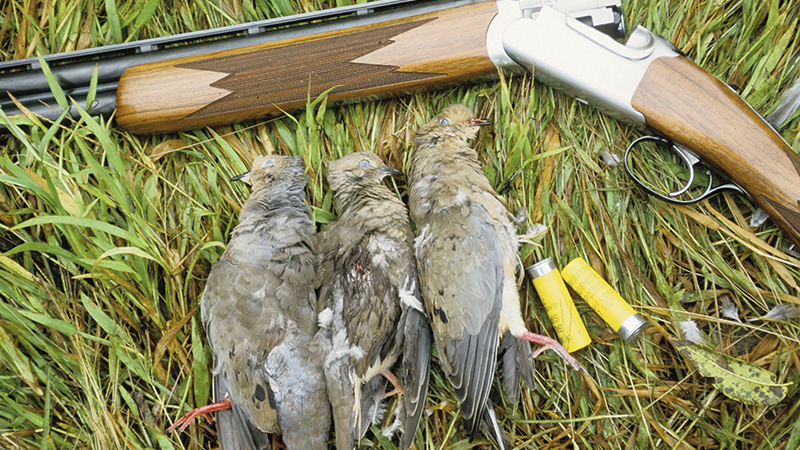 SC's public dove fields - Carolina Sportsman