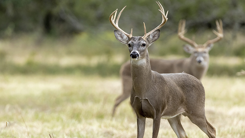 Deer lottery applications available for SC hunters - Carolina Sportsman