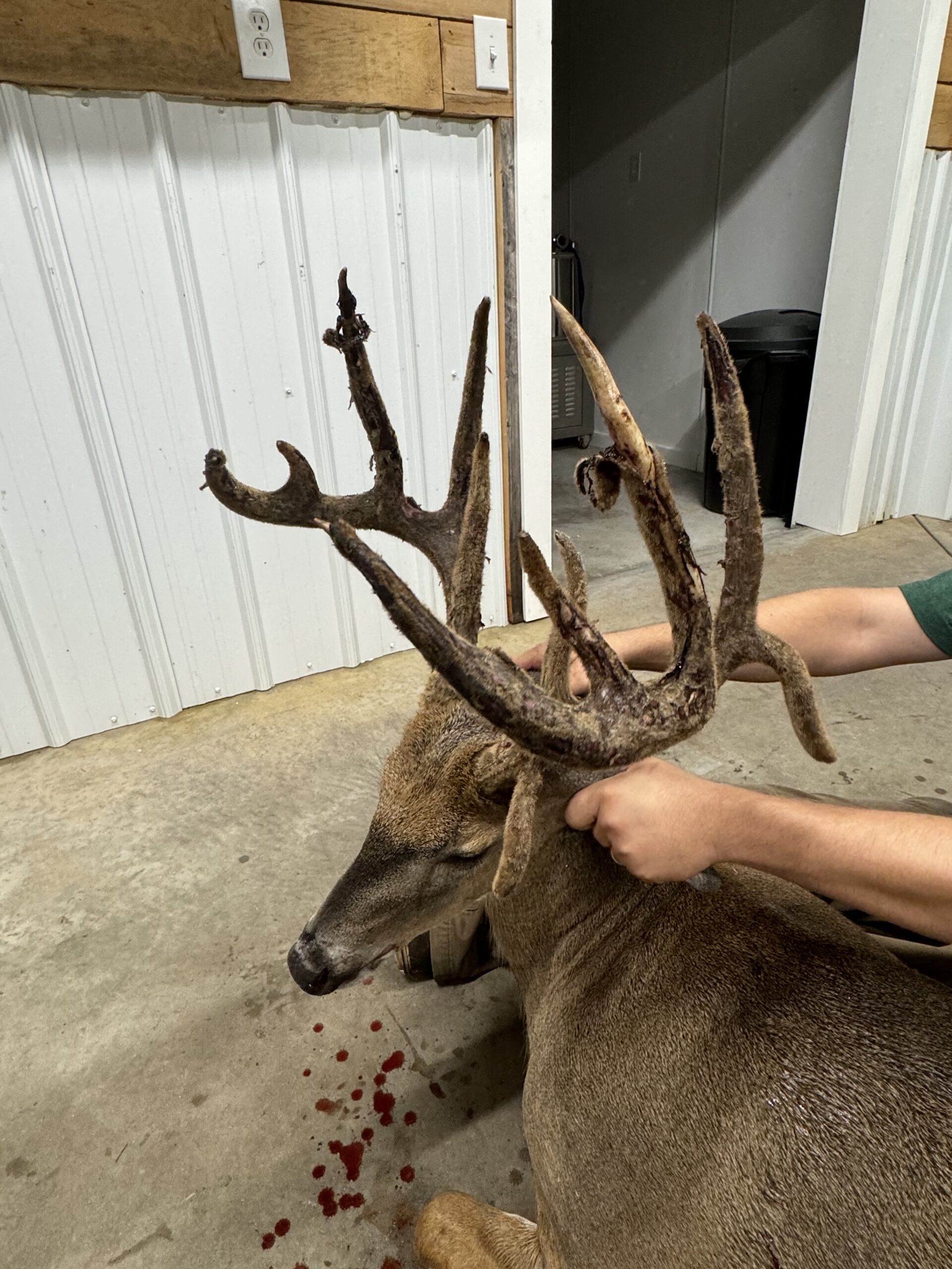 173” Gross Bamberg County, SC deer