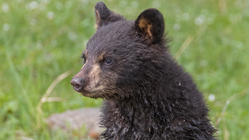 “Selfie Bear” cub released into wild