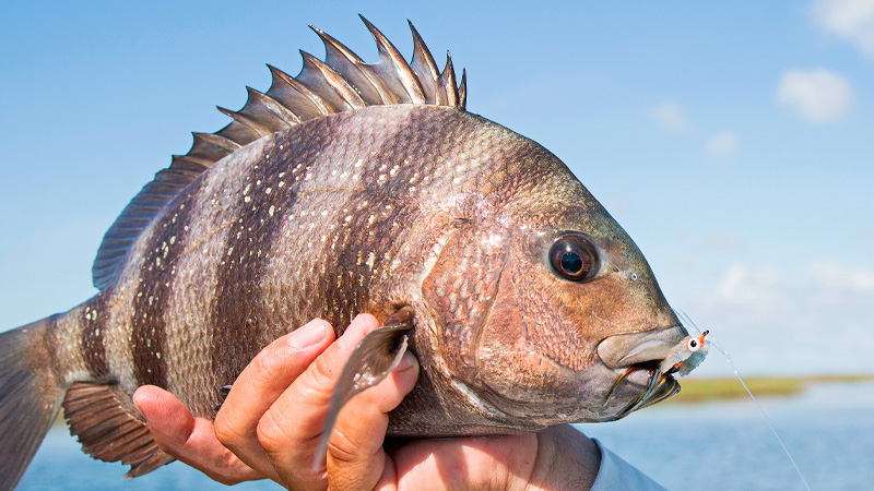 Sheepshead at the OBX