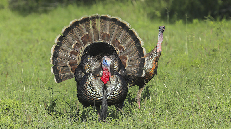 2025 turkey hunting season dates - Carolina Sportsman