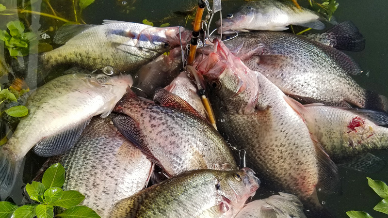 Summertime slabs