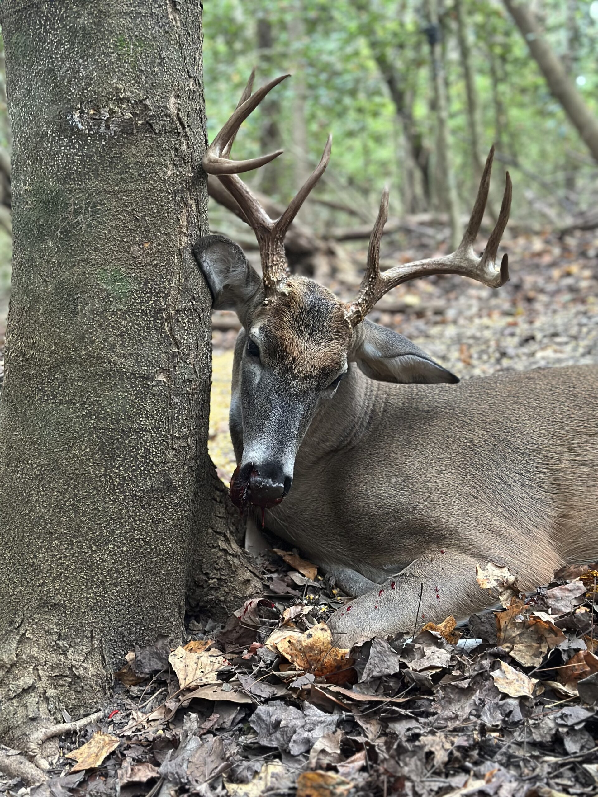 Swamp buck