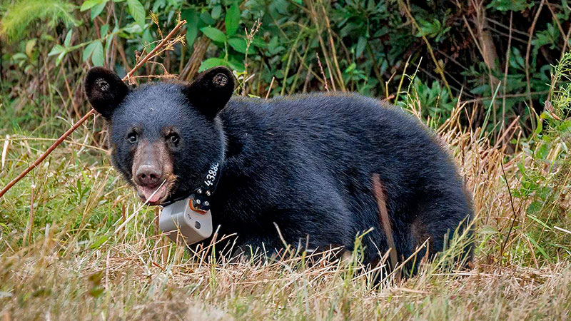 12 bear cubs returned to wild